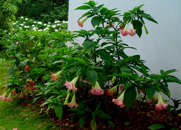 This is the Angels Trumpets page of our A to Z garden guide -- how to ...