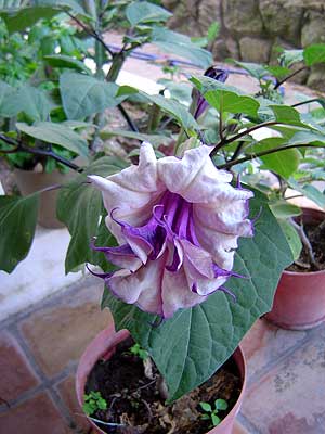 This is the Devils Trumpets page of our A to Z guide to plants -- how ...