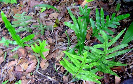 This is the Ferns Page of my A to Z garden guide -- how to care for ...